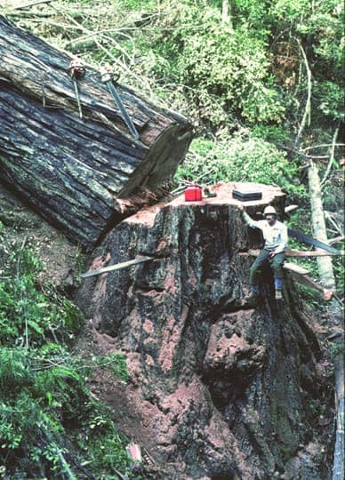High Climbers & Timber Fallers - beranekpublications.com