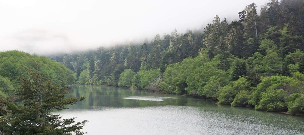 Navarro Redwoods State Park - beranekpublications.com